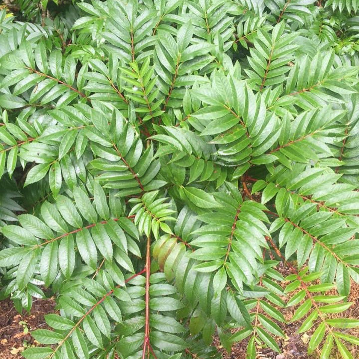 Sorbus commixta