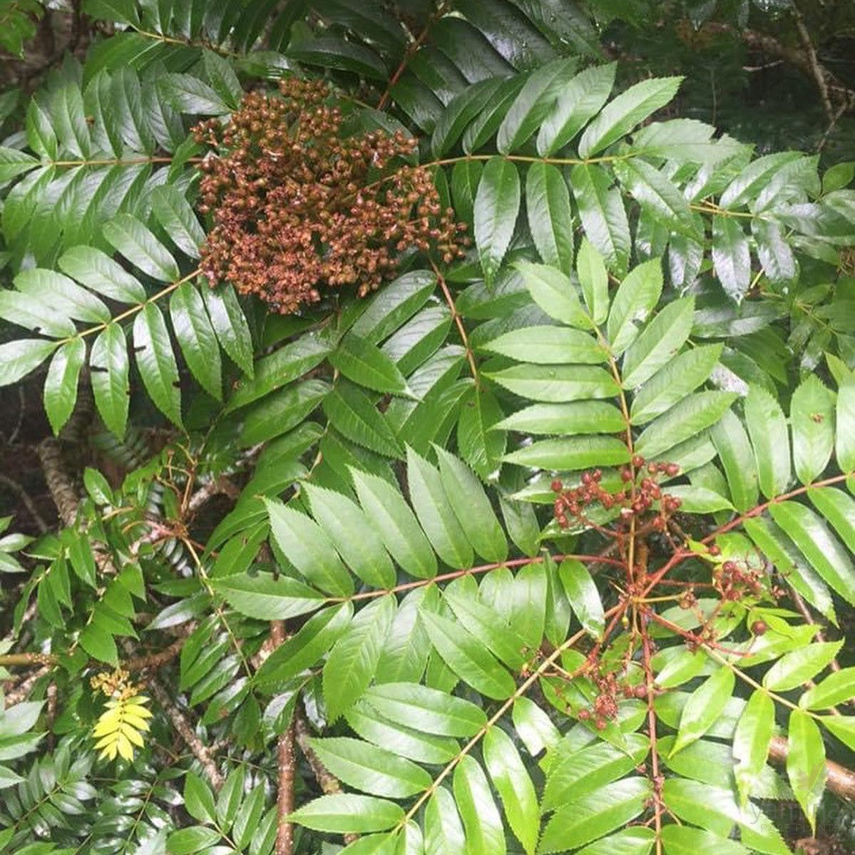 Sorbus commixta