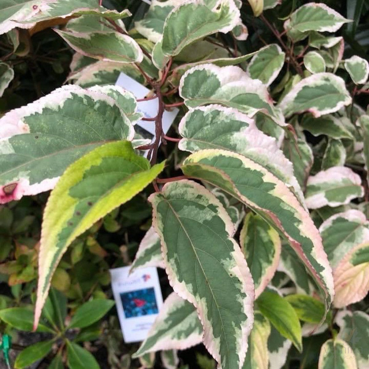 Stachyurus chinensis Magpie