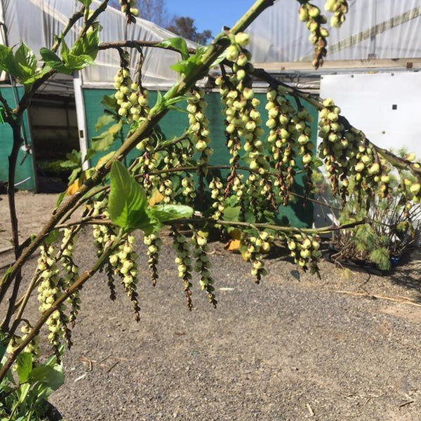 Stachyurus praecox