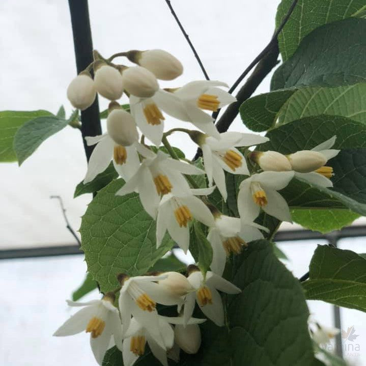 Styrax hemsleyanus