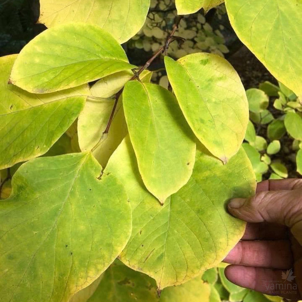 Trees & Shrubs – Page 42