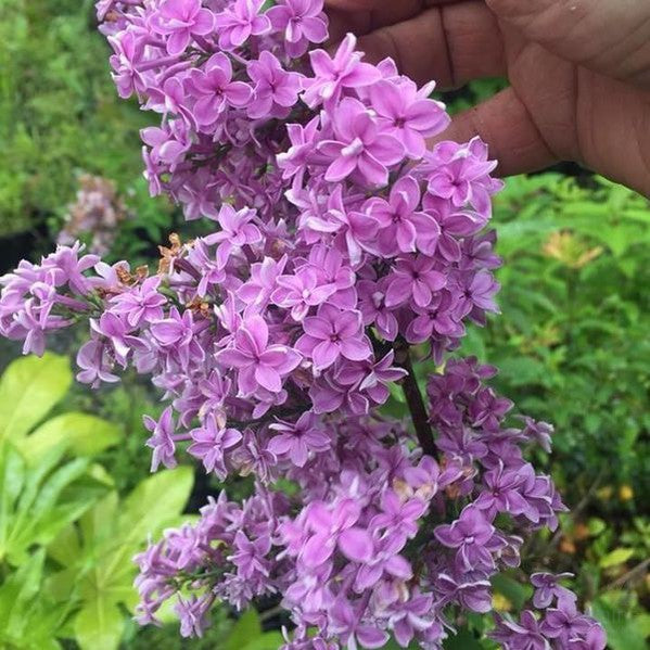 Syringa Chinensis Duplex