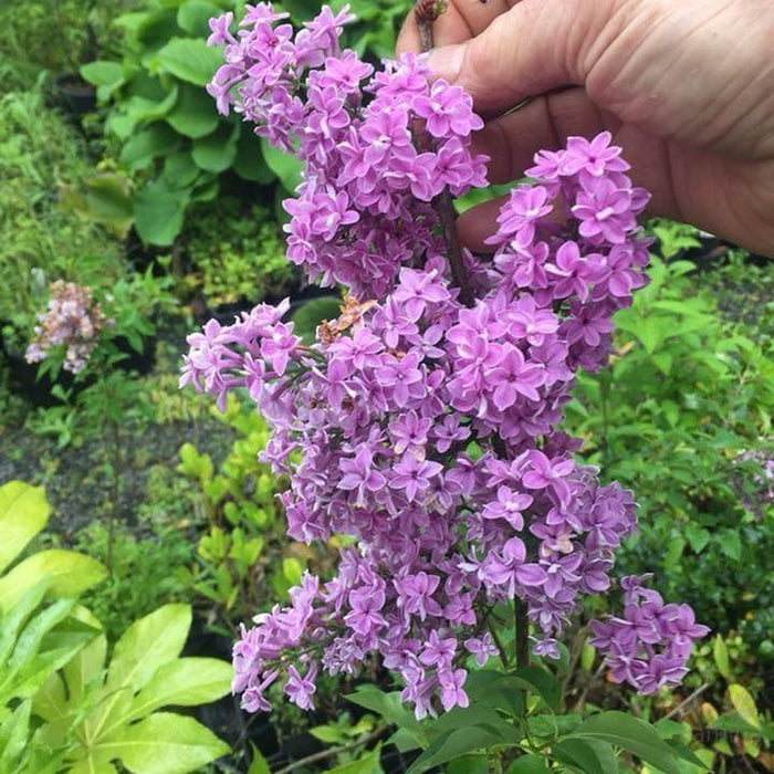 Syringa Chinensis Duplex