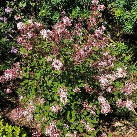 Syringa microphylla superba