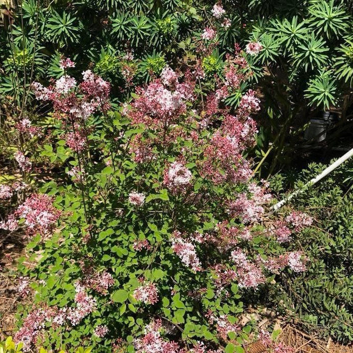 Syringa microphylla superba