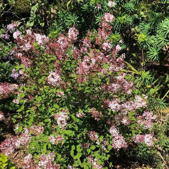 Syringa microphylla superba