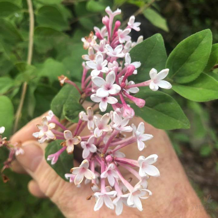 Syringa microphylla superba