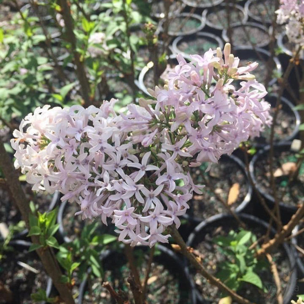 Syringa persica