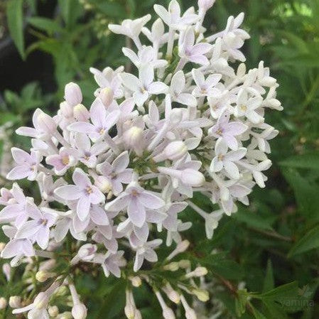 Syringa x diversifolia