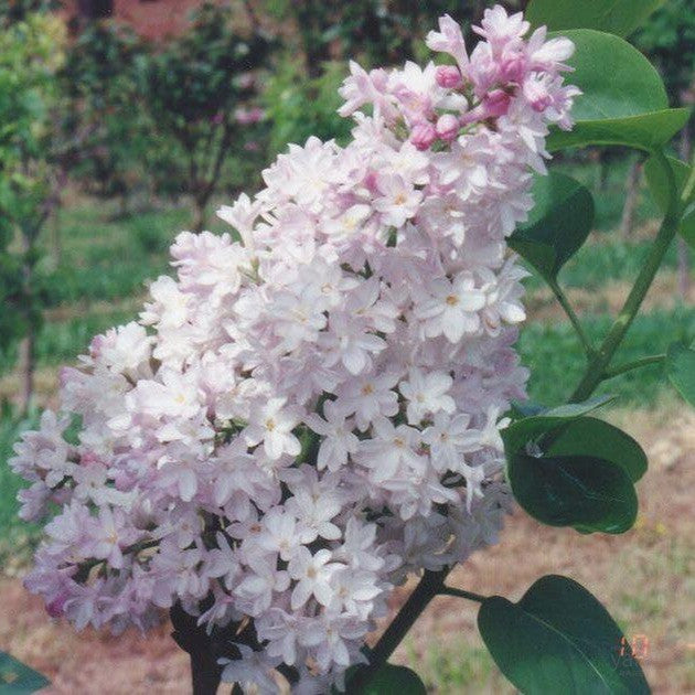 Syringa vulgaris Sweetheart