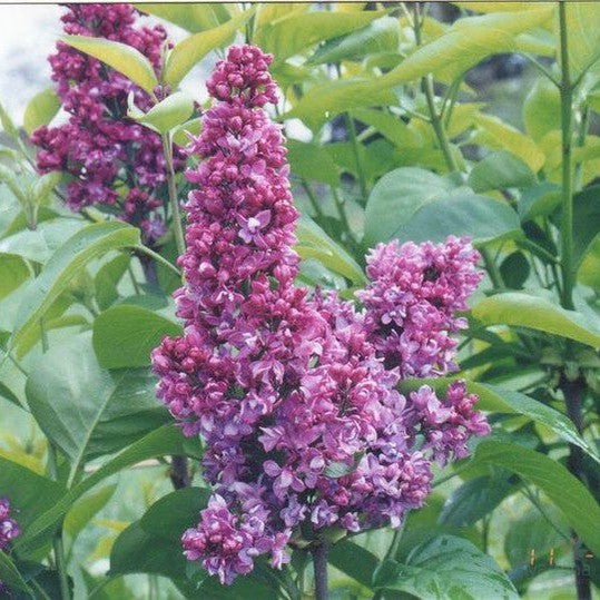 Syringa vulgaris 'Charles Joly'