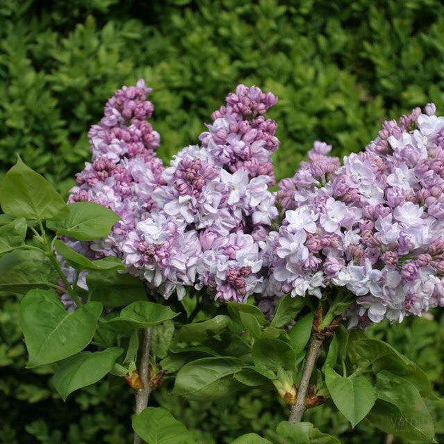 Syringa vulgaris 'Katherine Havemeyer'