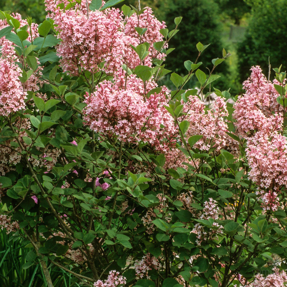Syringa (Lilac)