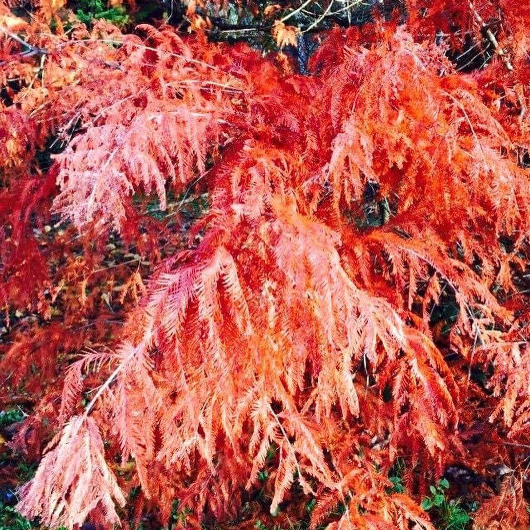 Taxodium distichum