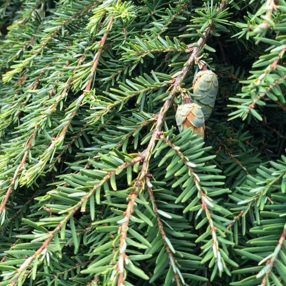 Tsuga canadensis Pendula
