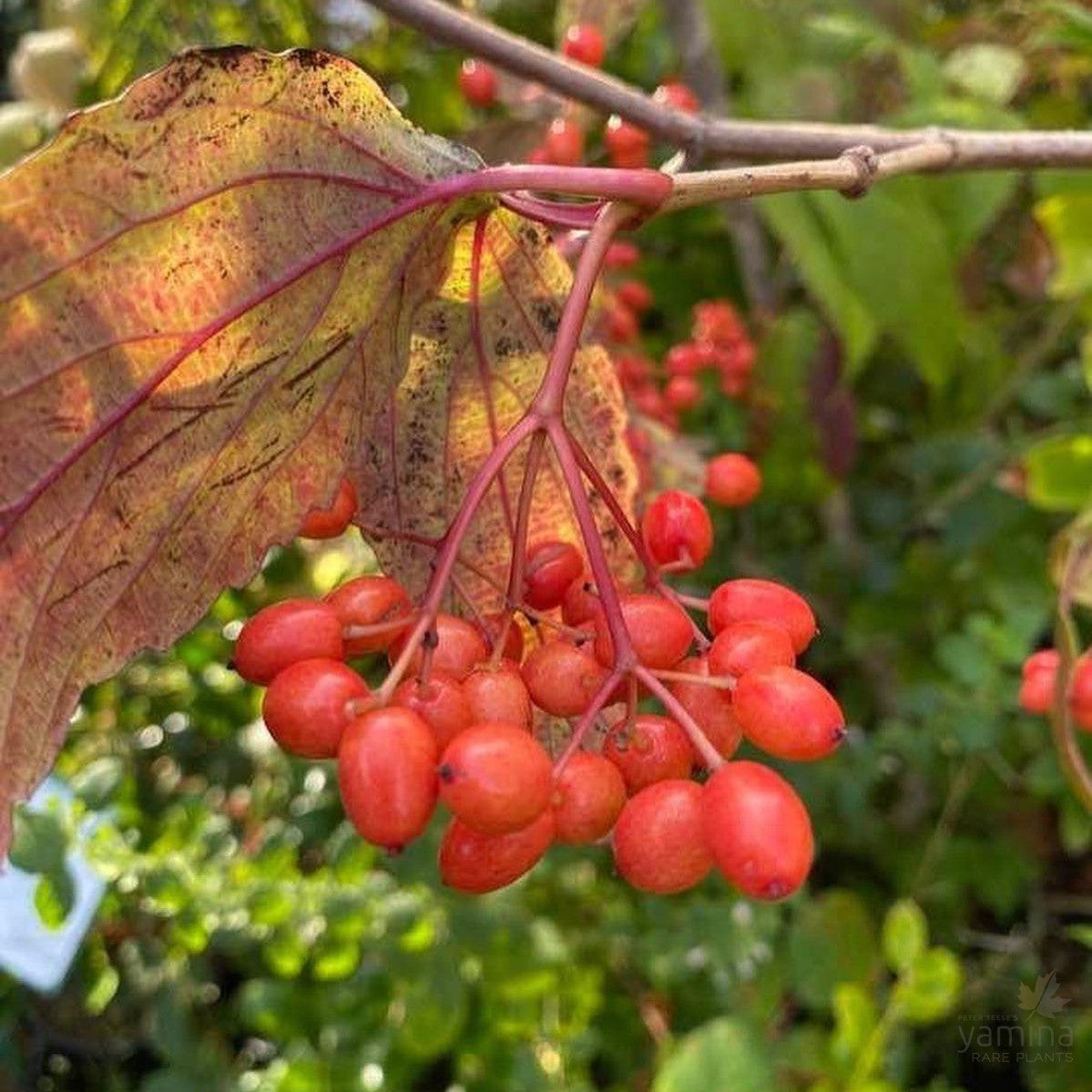Viburnum setigerum