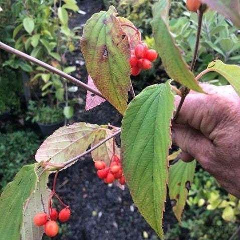 Viburnum setigerum