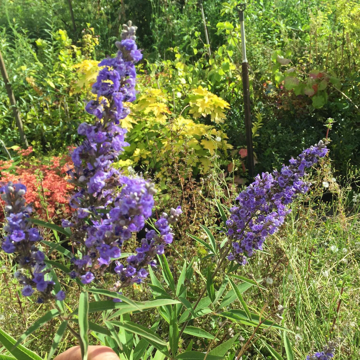 Vitex agnus-castus Abbeville Blue