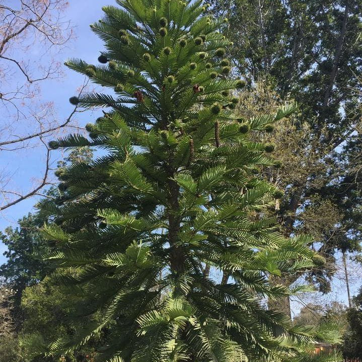 Wollemia nobilis (Wollemi Pine)