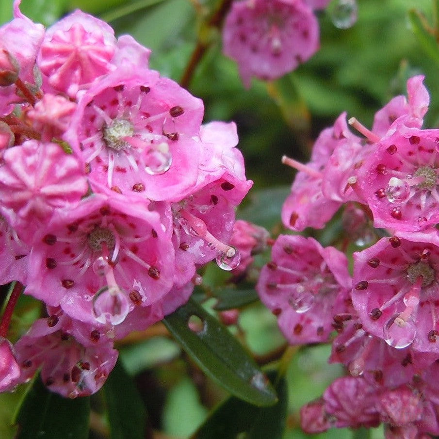 Kalmia angustifolia